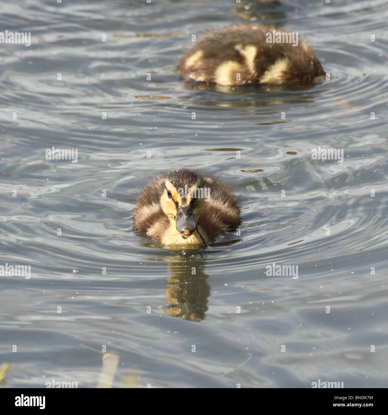 Growing mallard duckling hi-res stock photography and images - Alamy