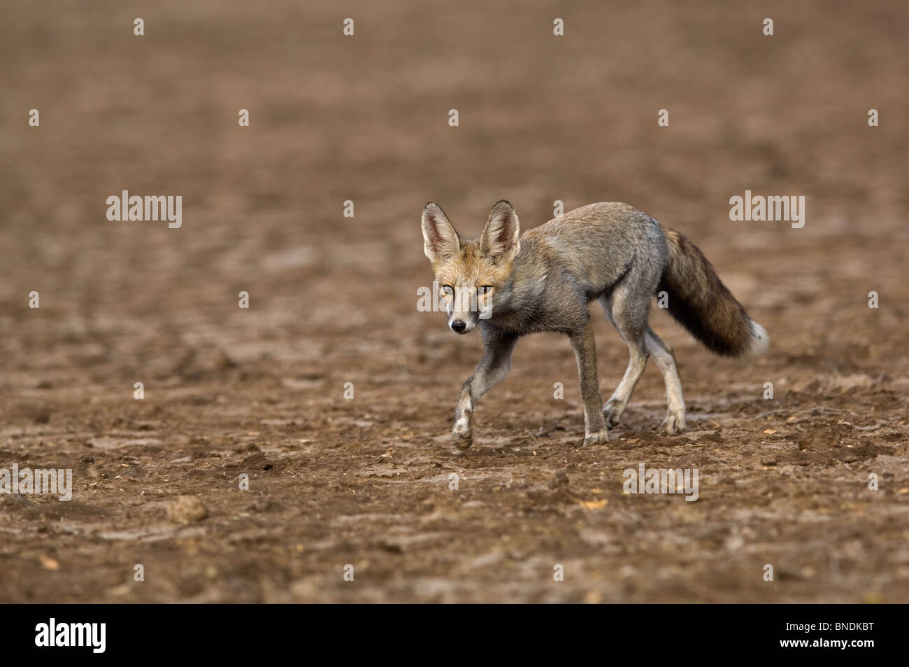 Fox In Peruvian Desert