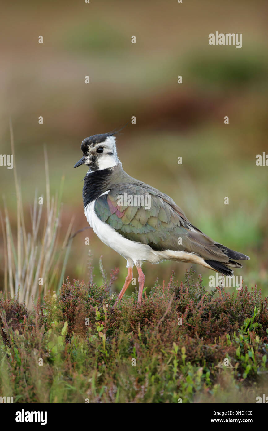 Vanellus vanellus north york moors national park north yorkshire hi-res ...