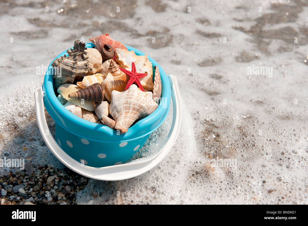 Many sea shells hi-res stock photography and images - Alamy