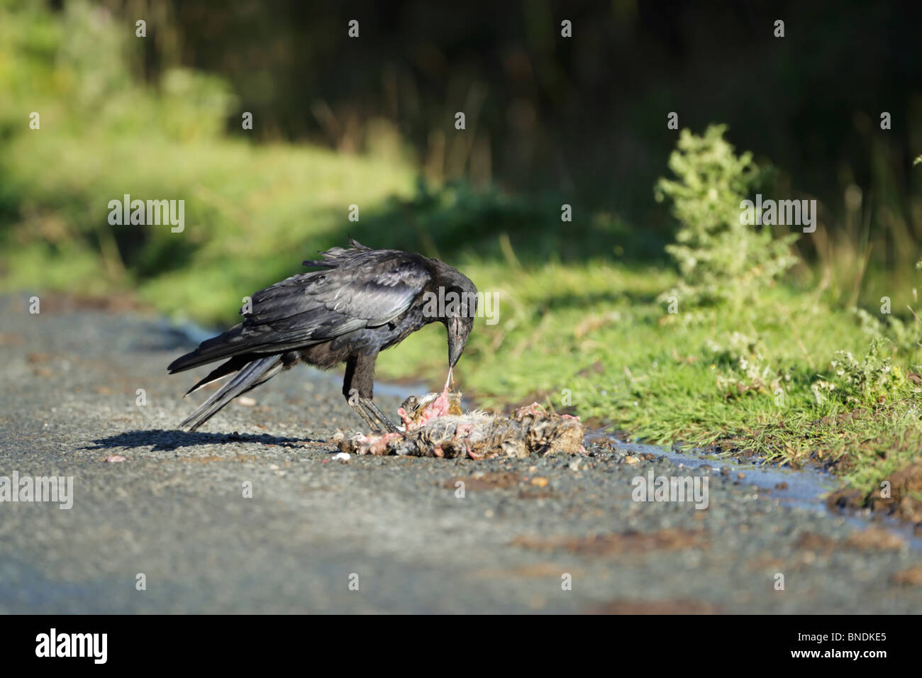 Rabbit on the road hi-res stock photography and images - Alamy