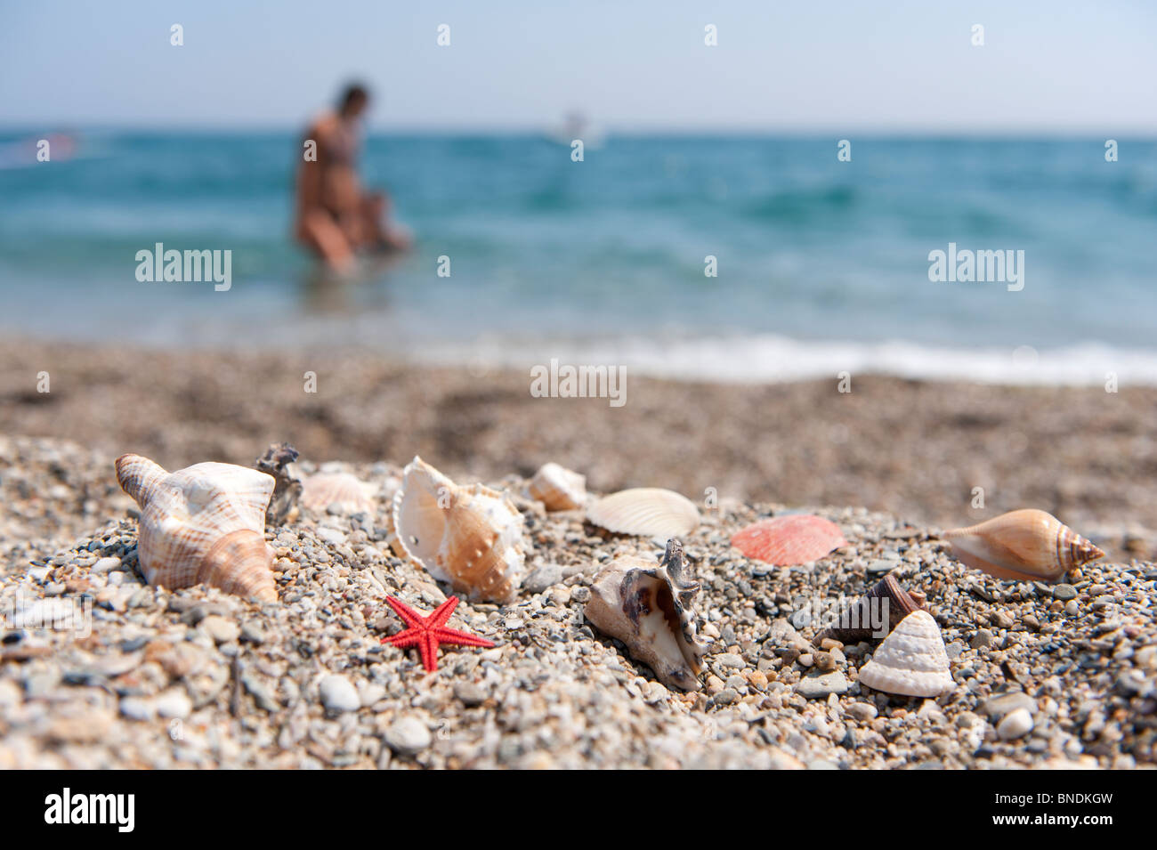 Spotted shells hi-res stock photography and images - Alamy