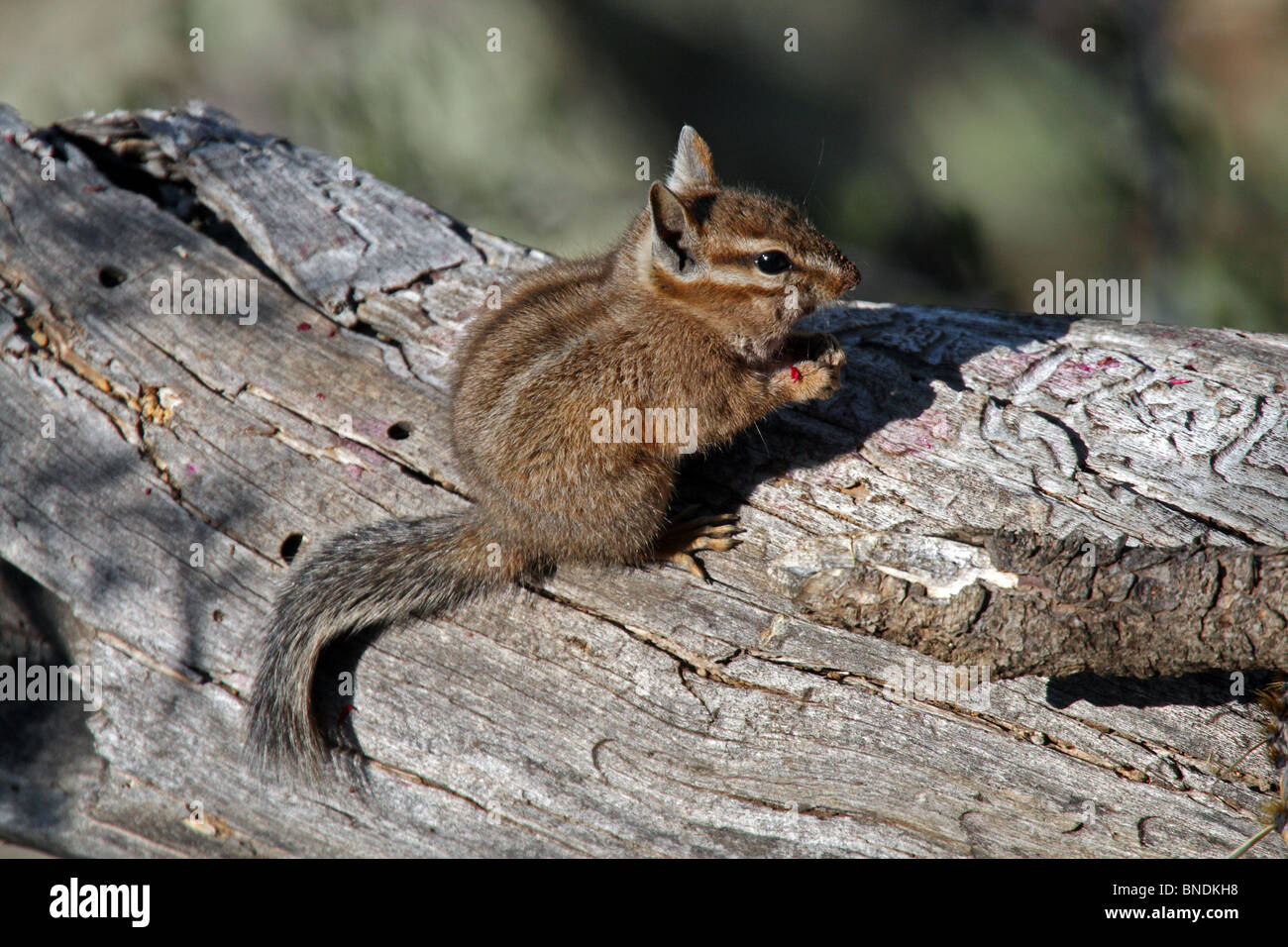 Western Chipmunk