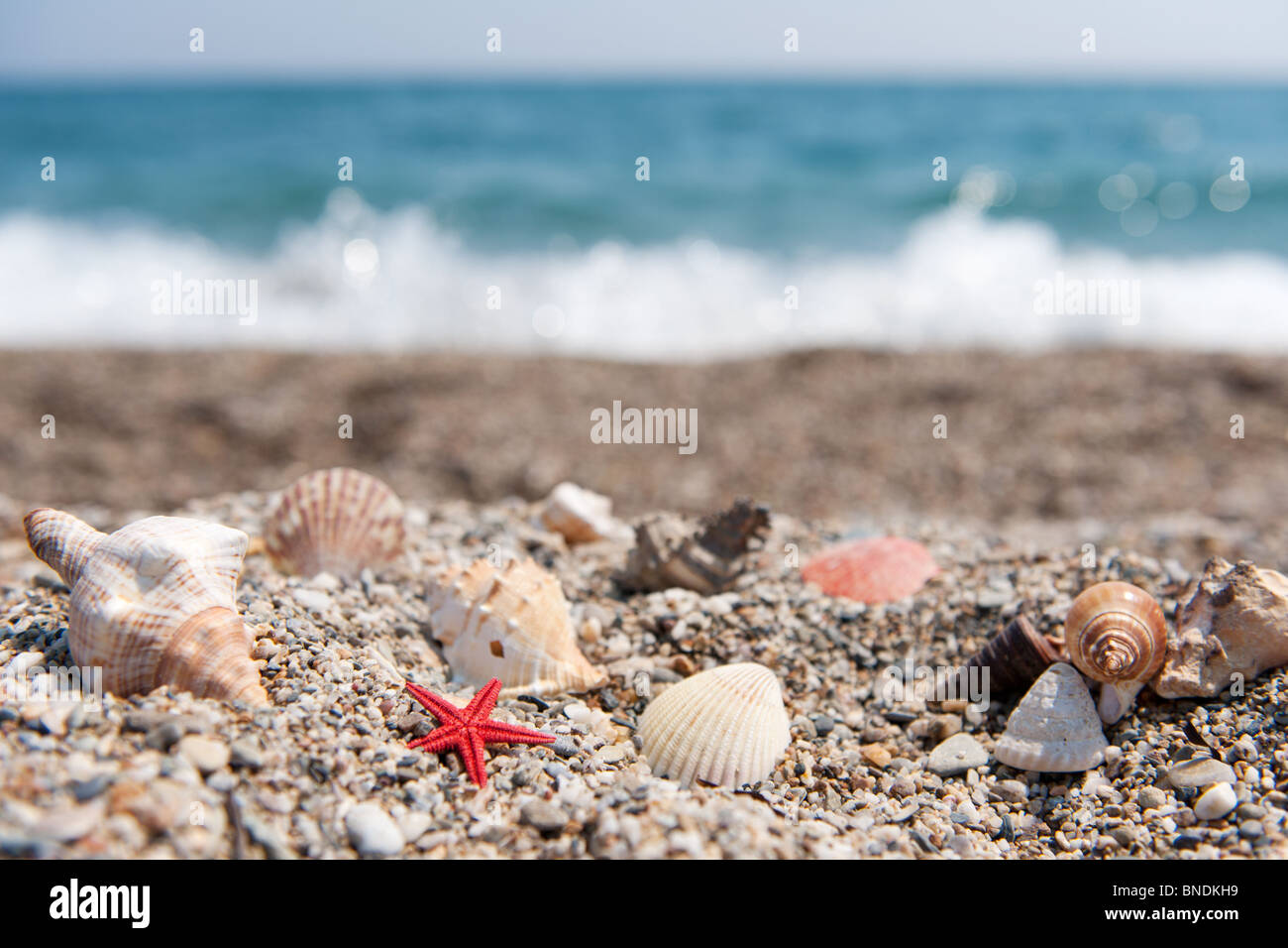 Spotted shells hi-res stock photography and images - Alamy