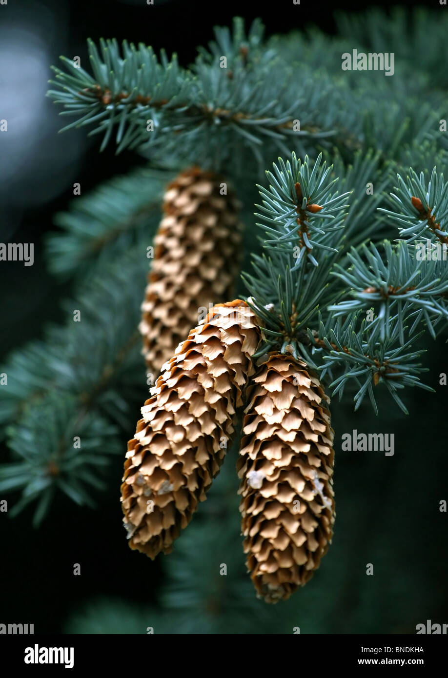 Close-up of fir-tree branches with cones again green background Stock ...