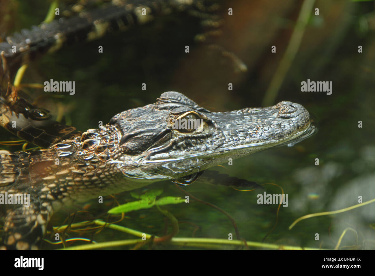 Young American Alligator (Alligator mississippiensis Stock Photo - Alamy