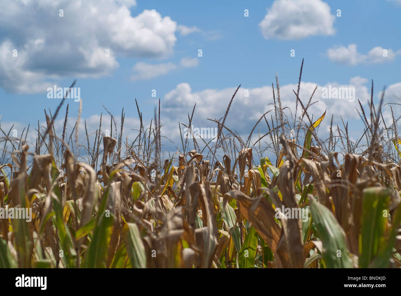 Sky tassel hi-res stock photography and images - Alamy