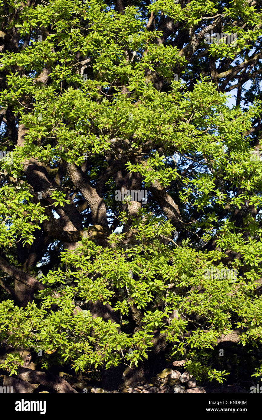 Silver oak trees hi-res stock photography and images - Alamy