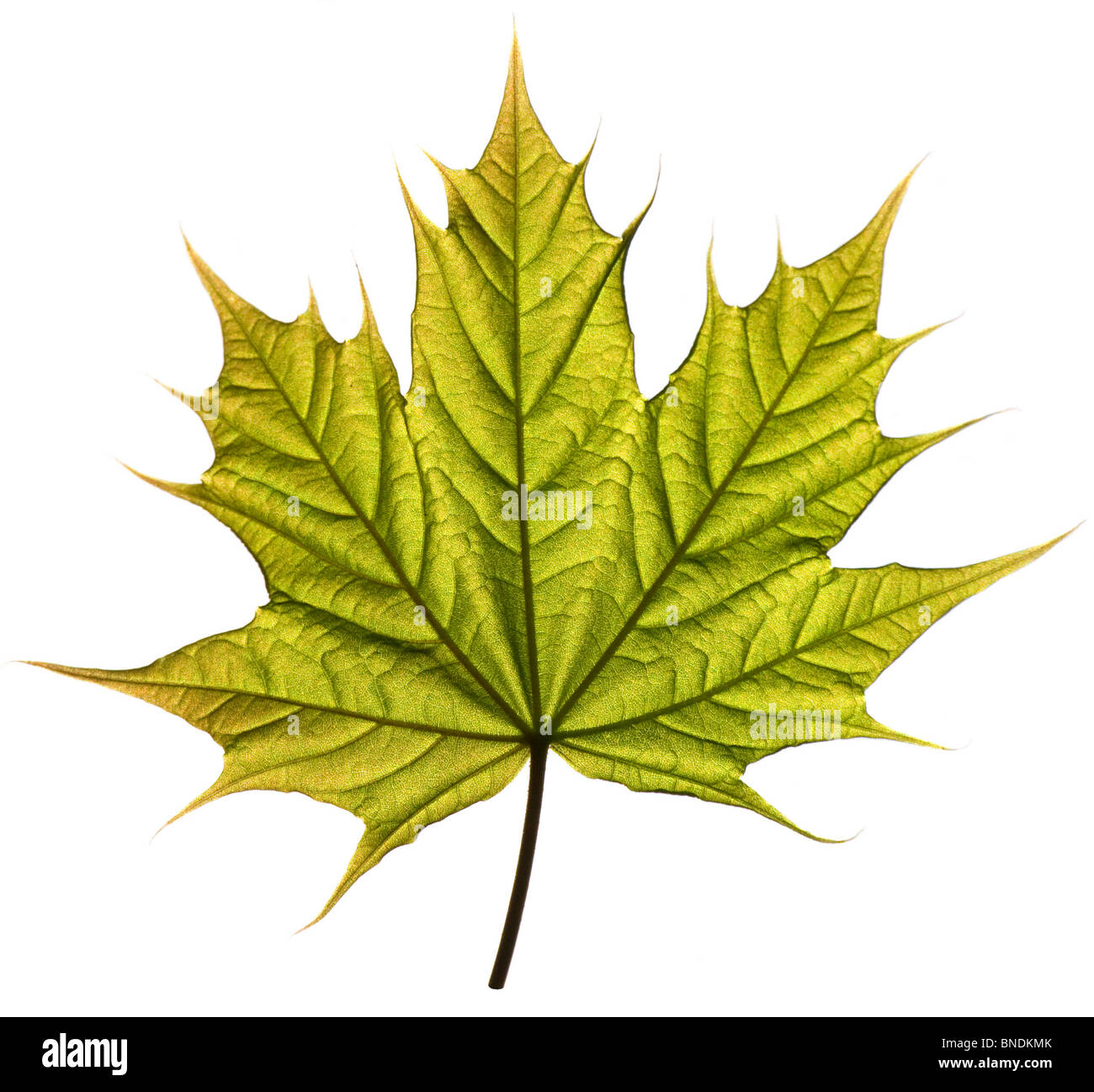 Spring tree Cut Out Stock Images & Pictures - Alamy