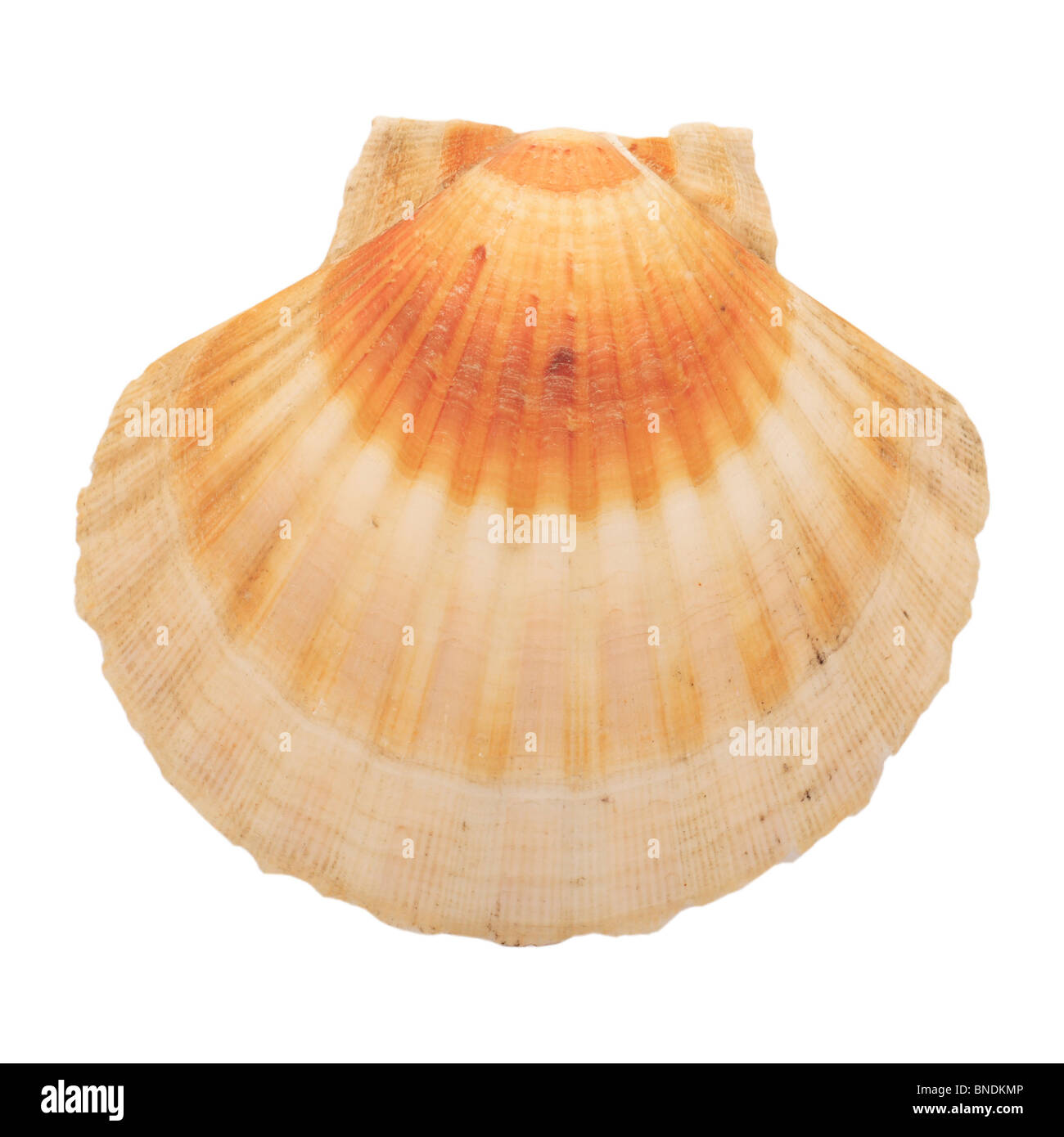 Scallop_shell Cut Out Stock Images & Pictures - Alamy