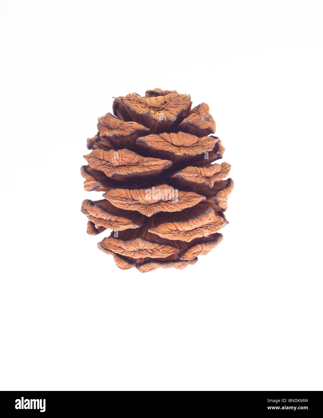 Giant Sequoia Cone High Resolution Stock Photography and Images - Alamy