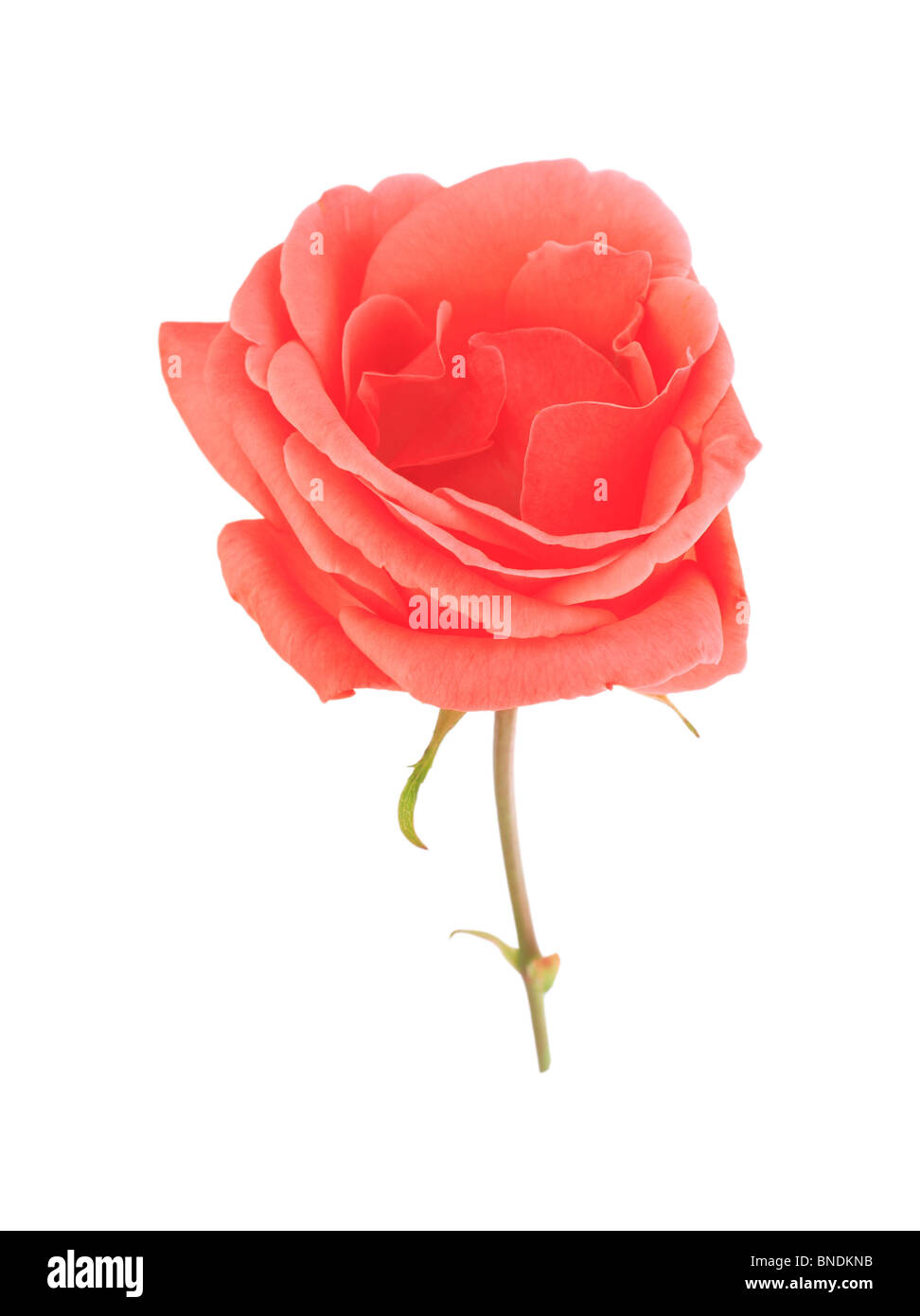 Red rose blooms Cut Out Stock Images & Pictures - Alamy