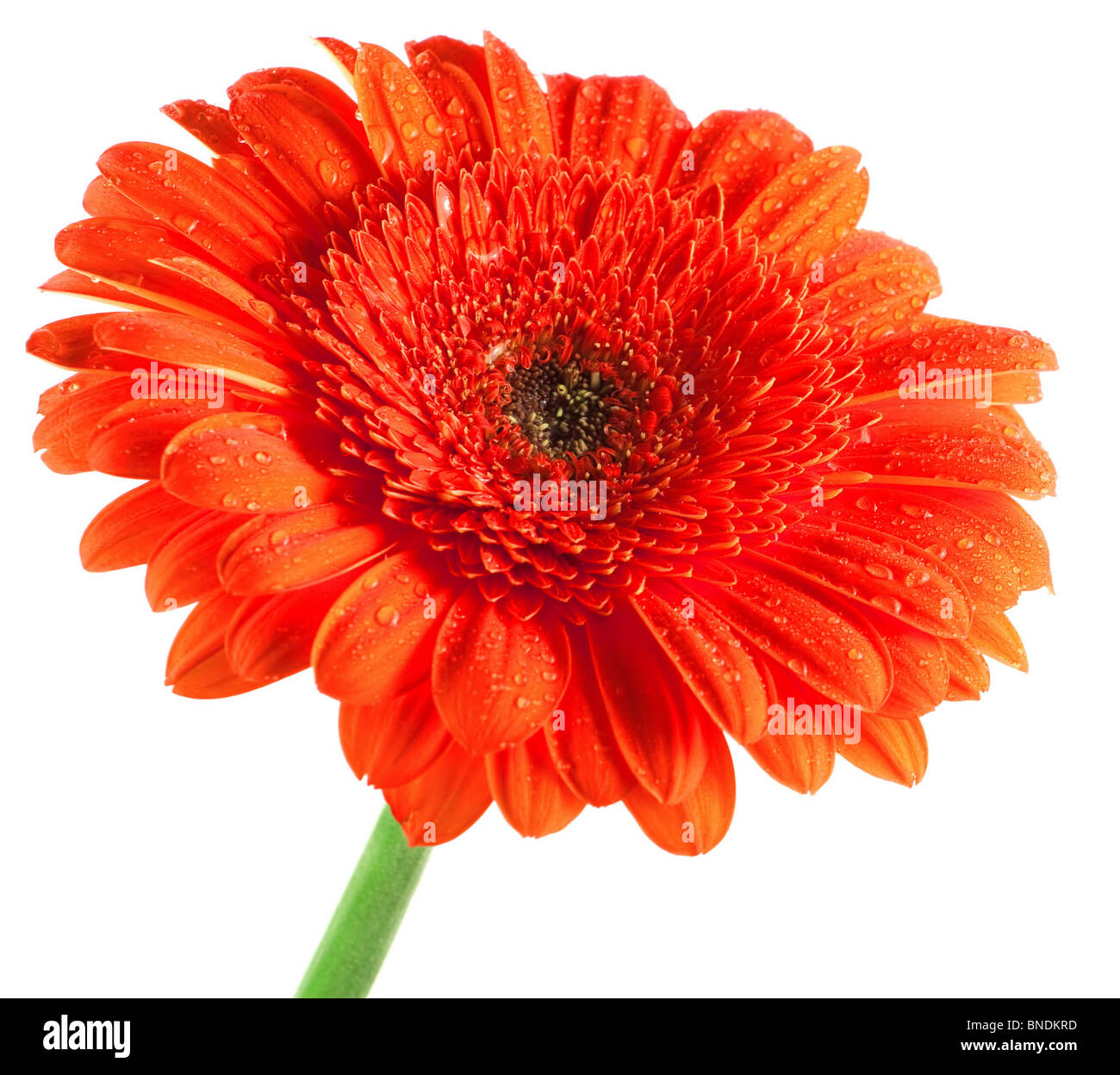 Gerbera daisy colors Cut Out Stock Images & Pictures - Alamy