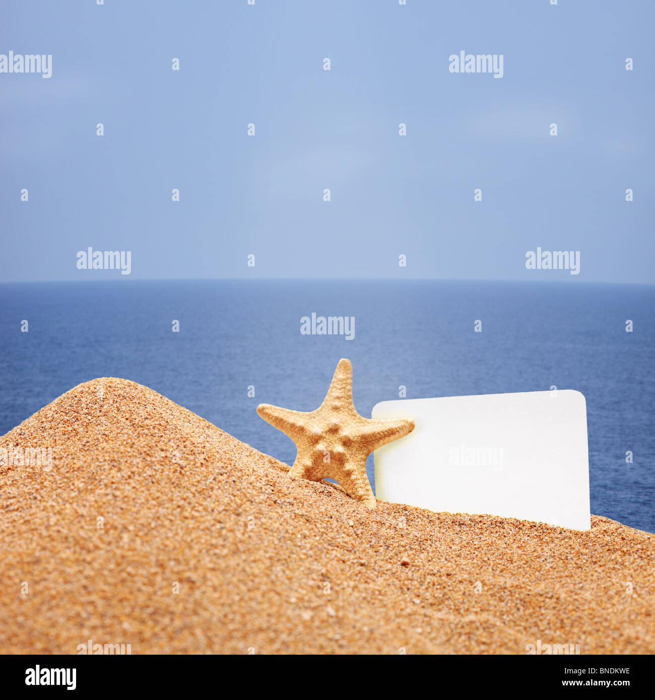 White seastar hi-res stock photography and images - Alamy