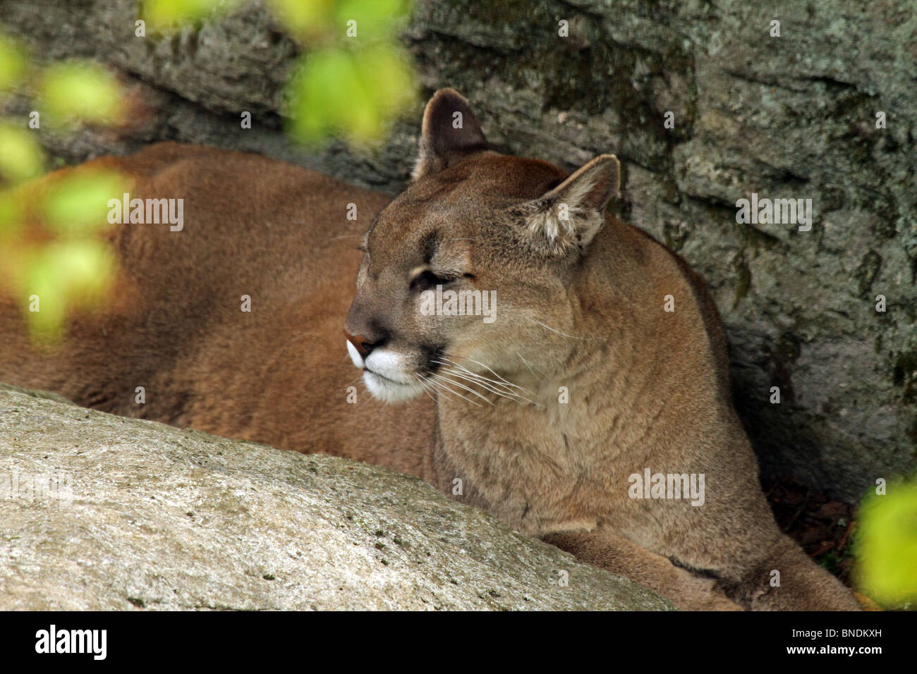Cougar or Mountain Lion (Puma concolor) - lying up in rocks ...