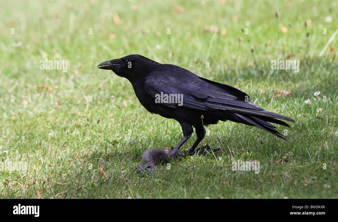 Carrion crow chick hi-res stock photography and images - Alamy