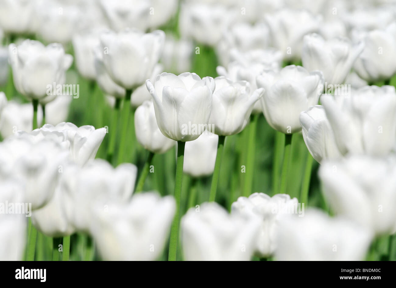 White blooming tulips Stock Photo - Alamy