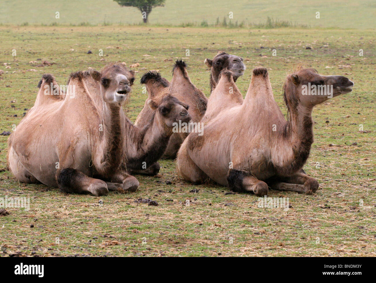 Bactrian Camels, Camelus bactrianus, Camelidae. Asia Stock Photo - Alamy