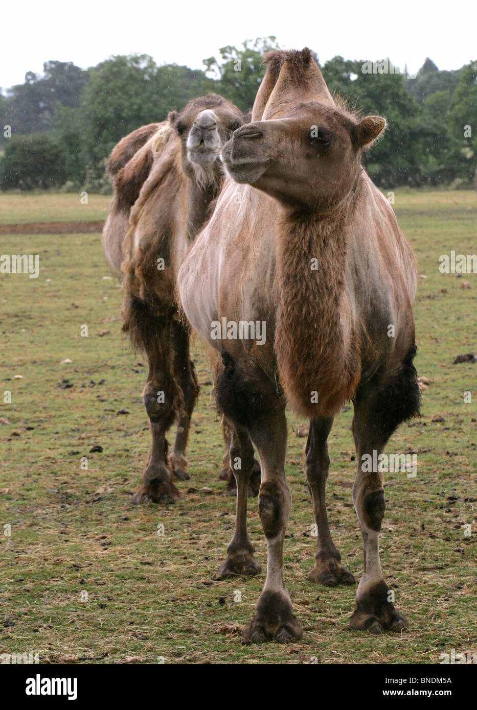 Bactrian Camels, Camelus bactrianus, Camelidae. Asia Stock Photo - Alamy