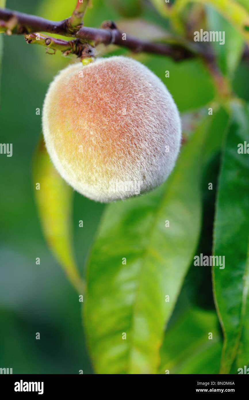 Hairy peach (Prunus persic) ripening on the tree Stock Photo - Alamy