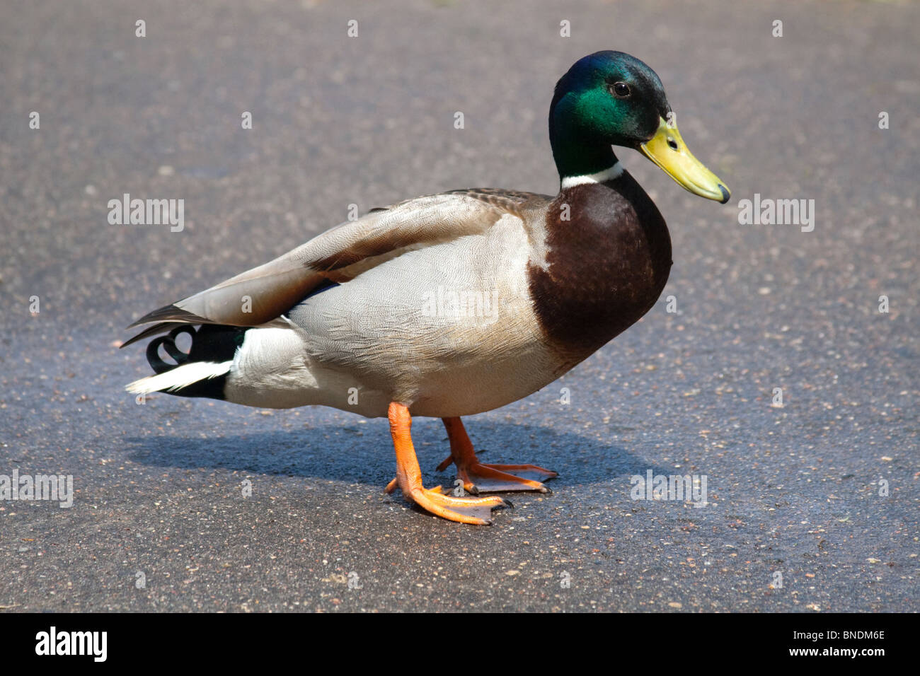 Beautiful colorful duck Stock Photo - Alamy