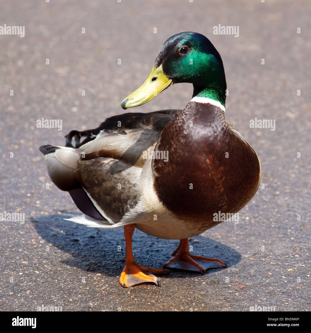 Beautiful colorful duck Stock Photo - Alamy