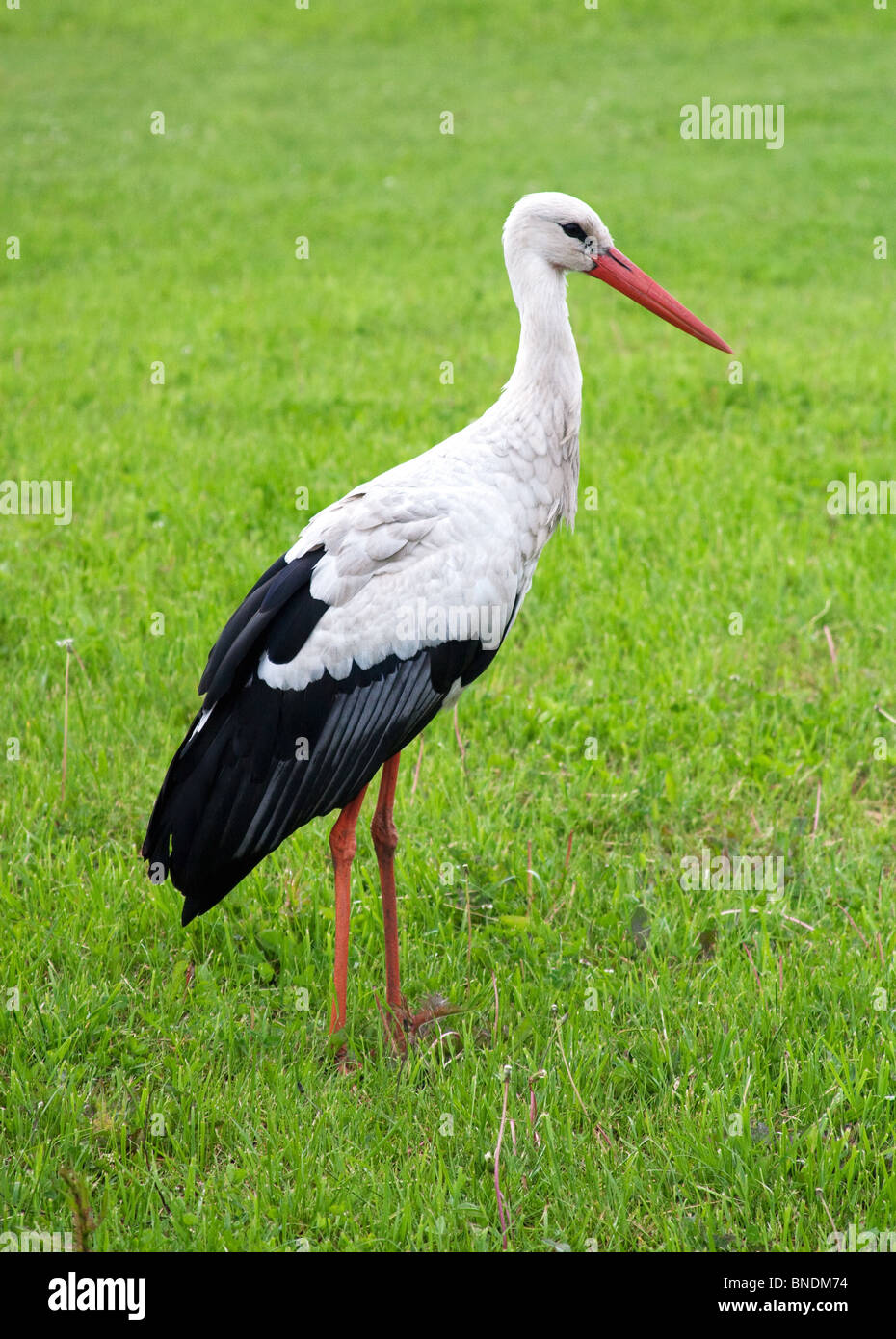 Stork standing on hi-res stock photography and images - Alamy