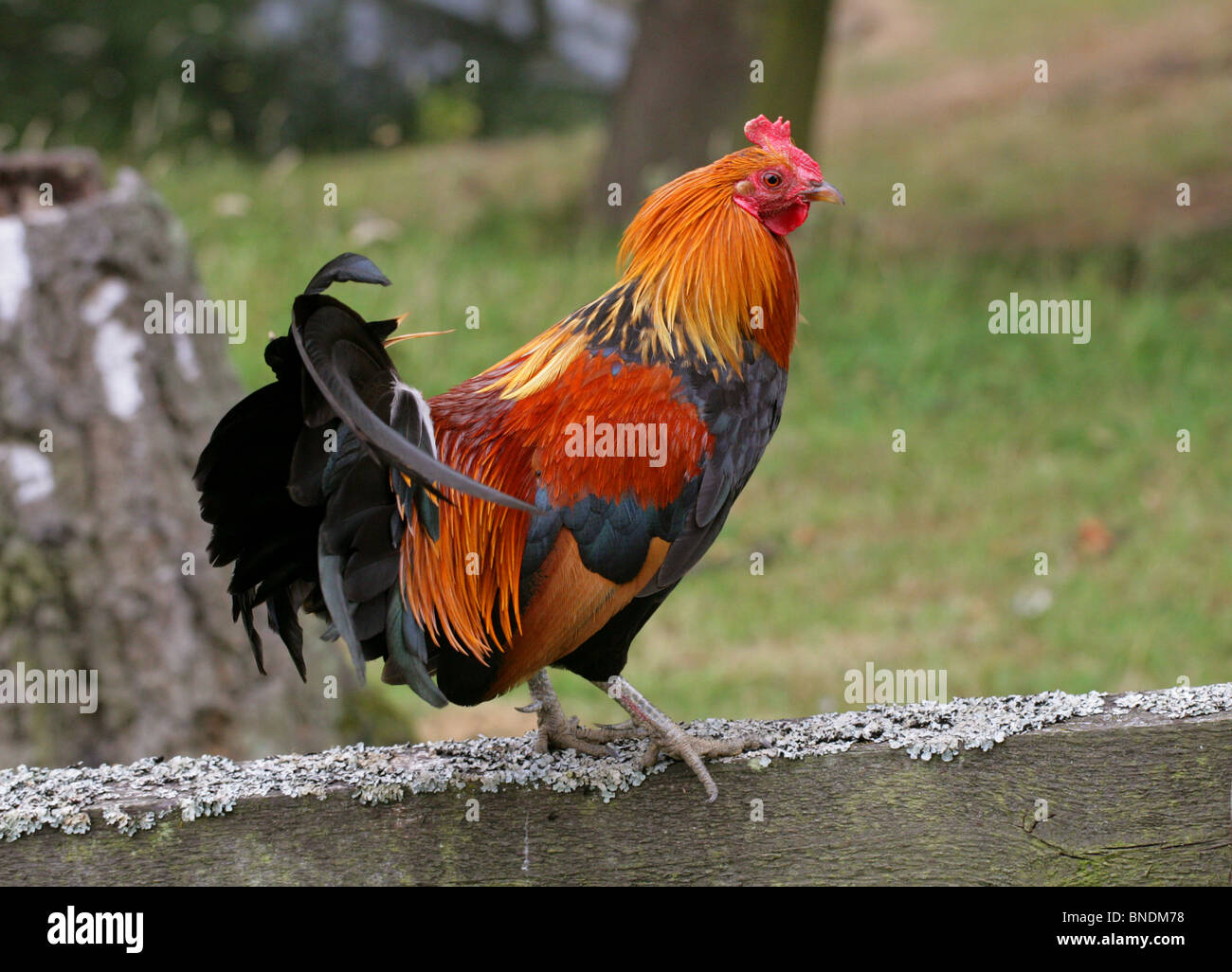 Rooster, or Cock (Male Chicken), Gallus gallus, Phasianidae Stock Photo ...