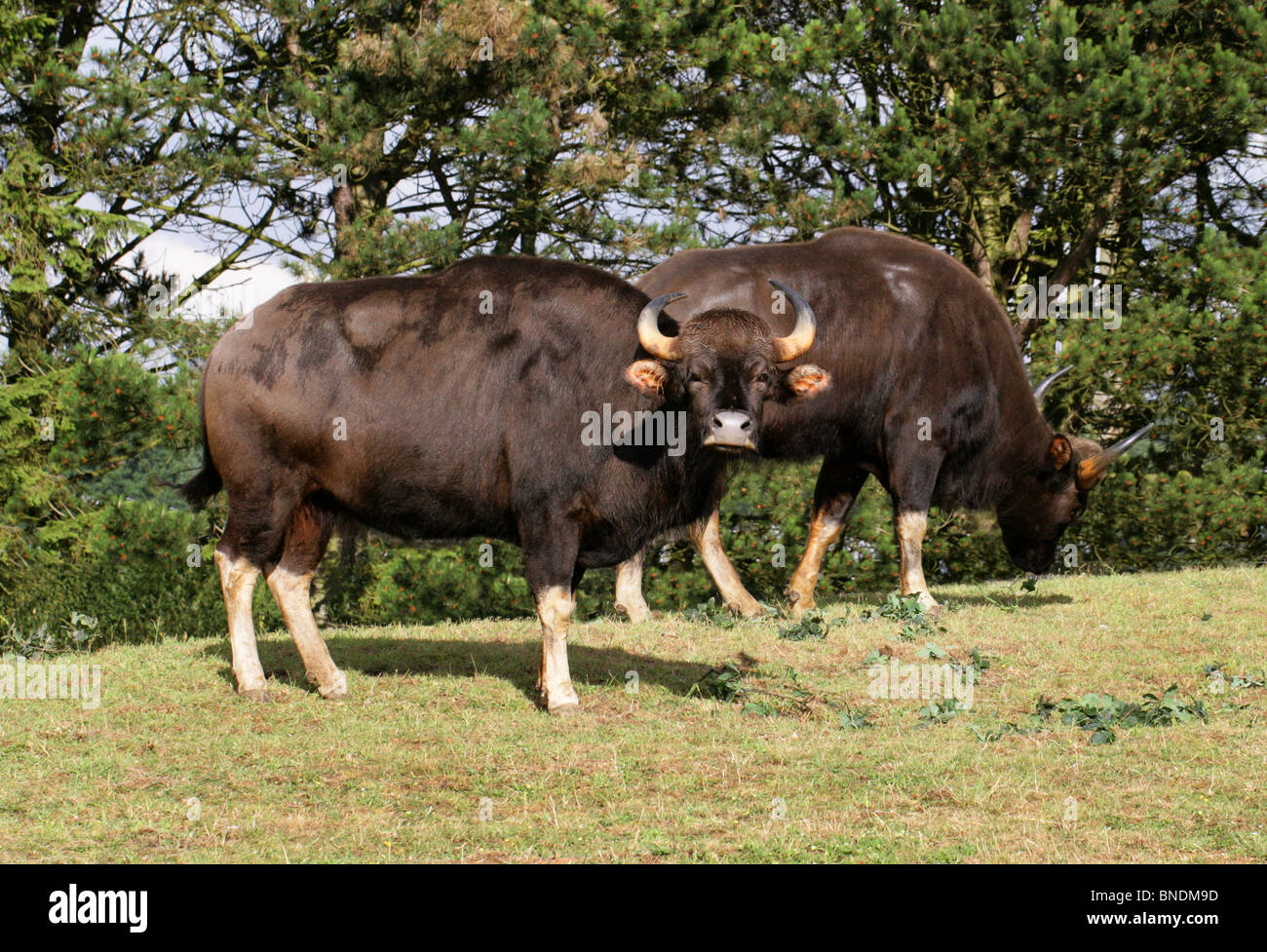 Pair of Gaur or Indian Bison, Bos gaurus (previously Bibos gauris ...