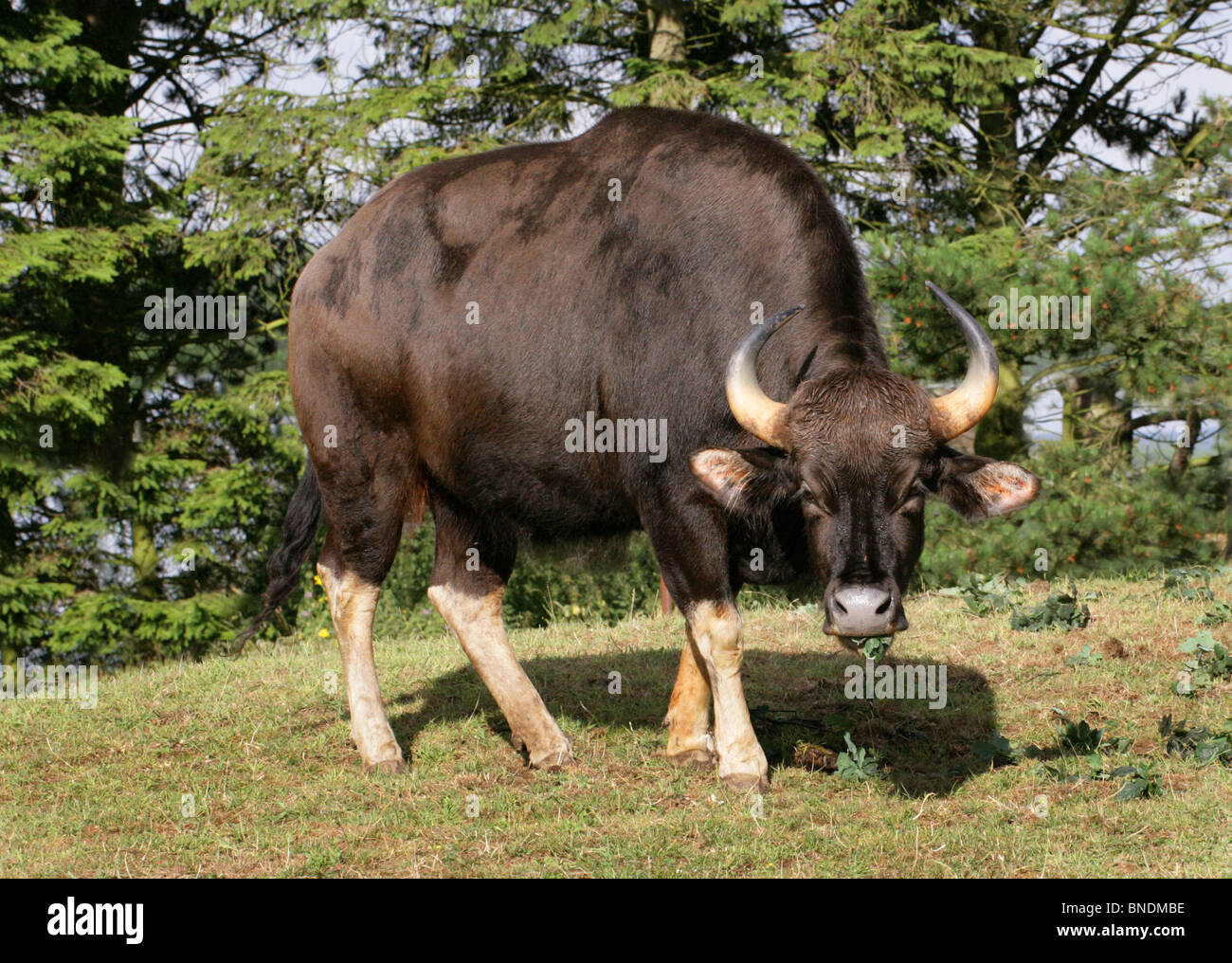 Female gaur hi-res stock photography and images - Alamy