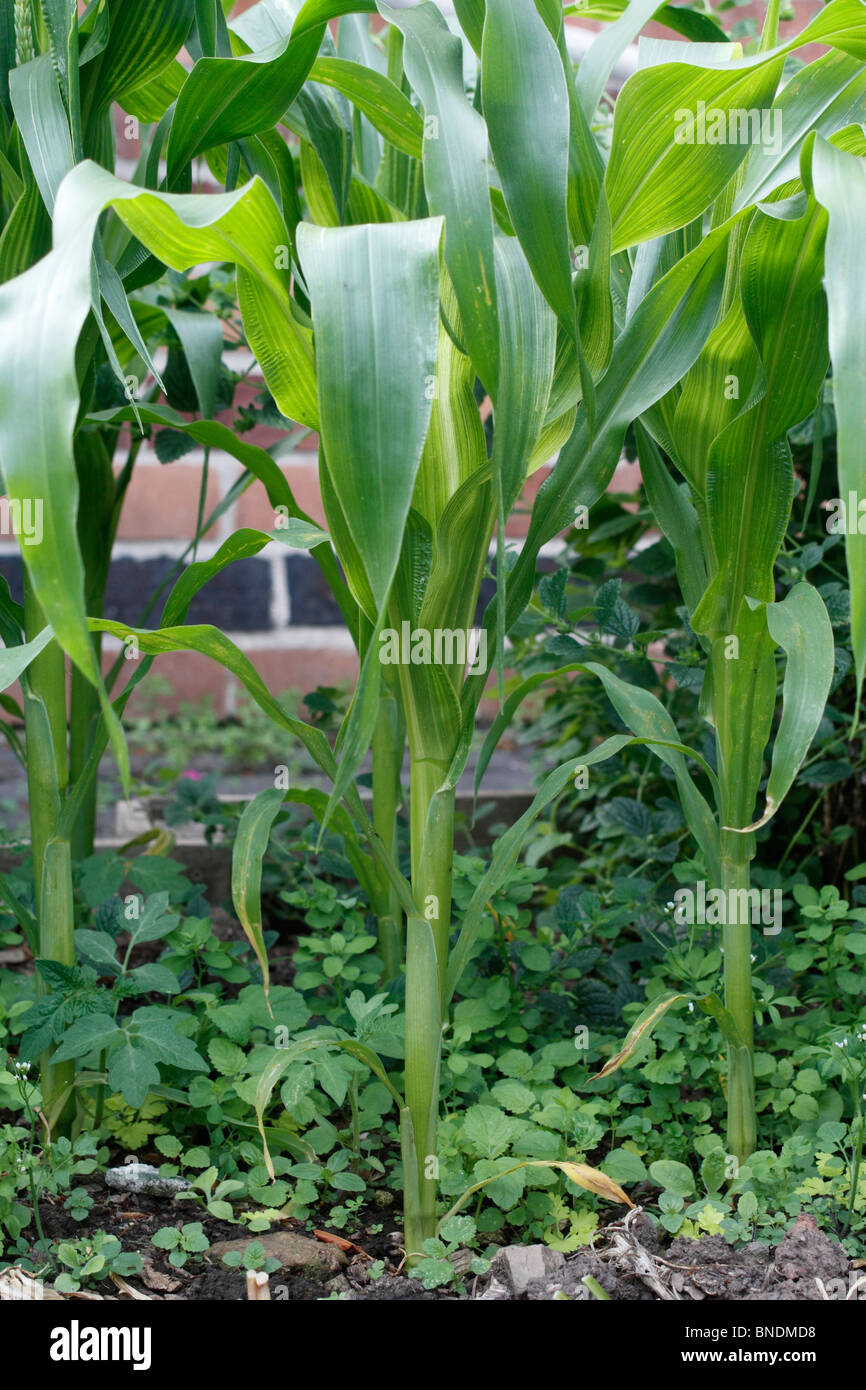Sweet corn (extra sweet), Zea mays Stock Photo - Alamy