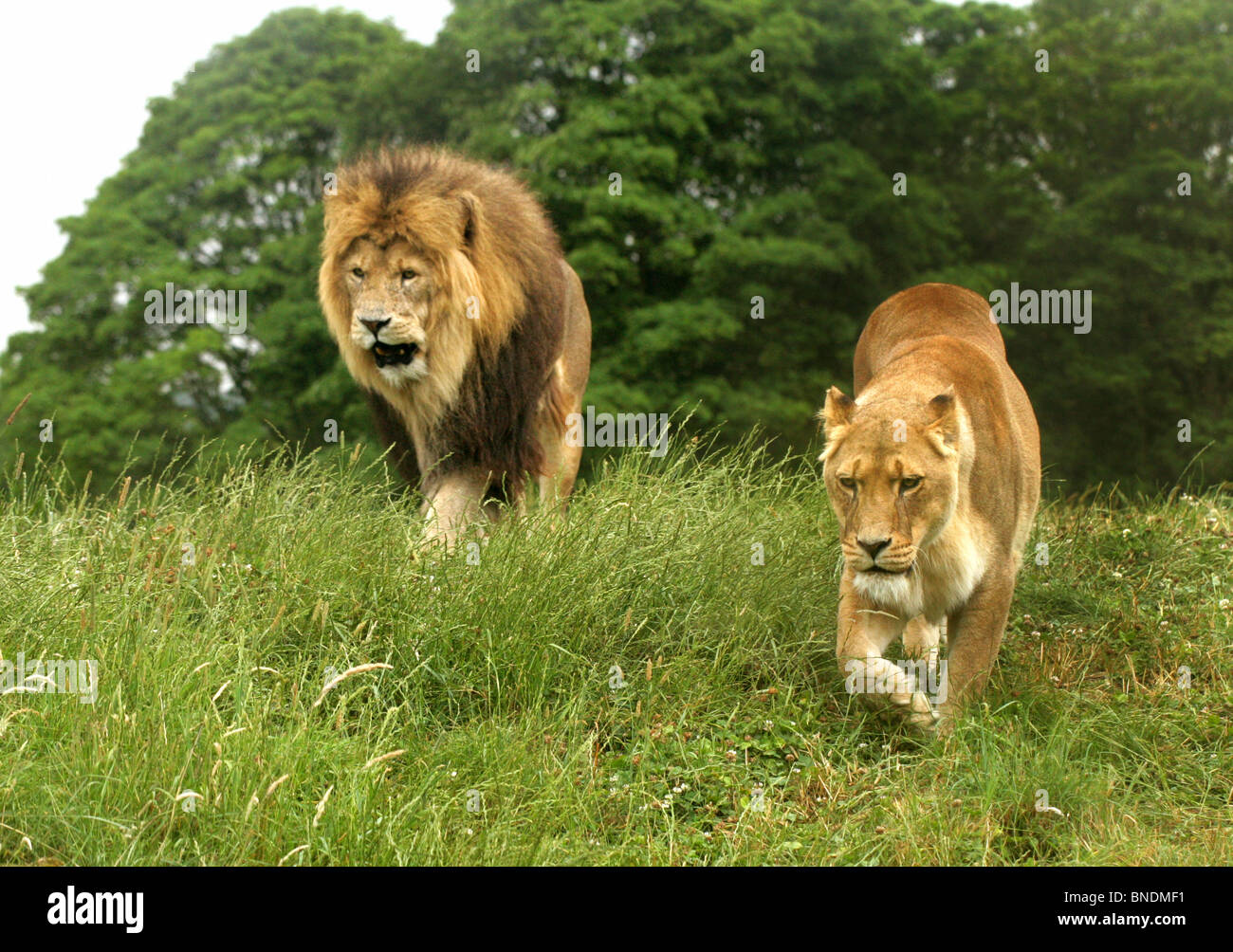 Male and female lion hi-res stock photography and images - Alamy