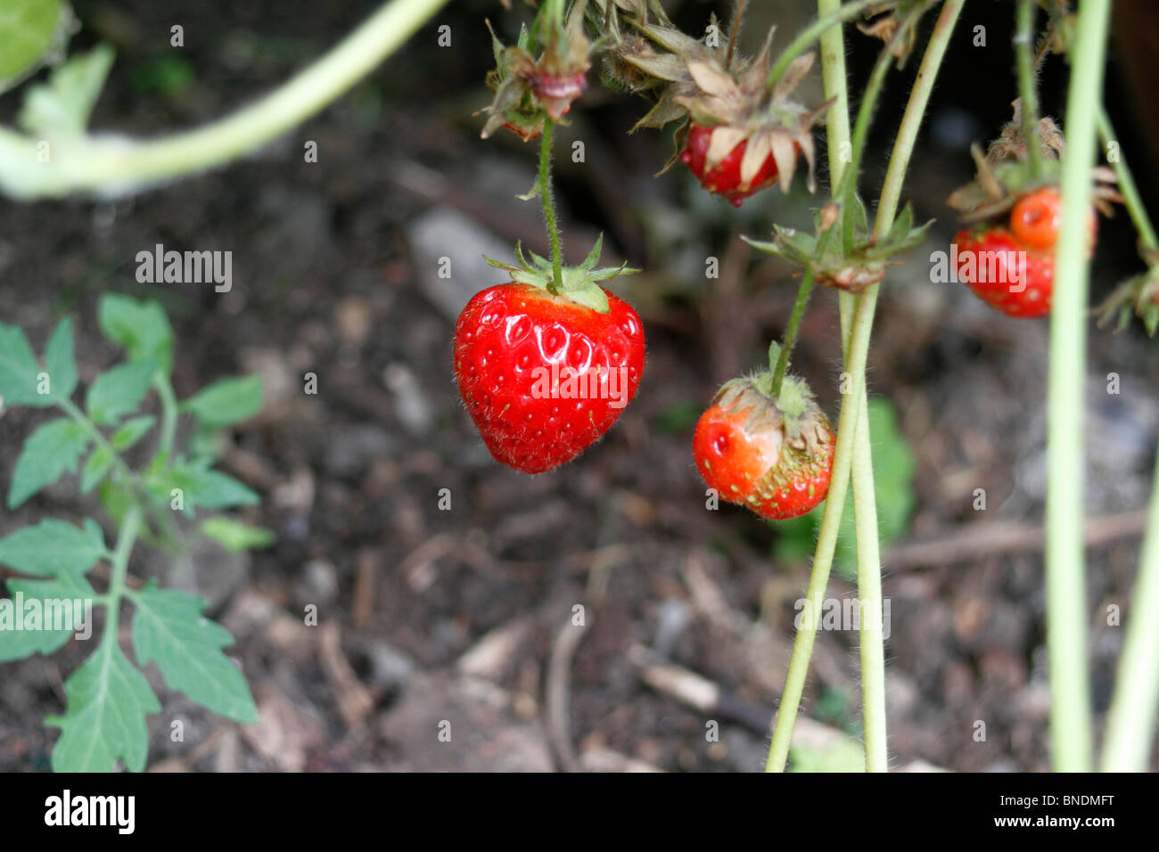 Pot grown strawberries, Fragaria ananassa - Rhapsody. Long conical ...