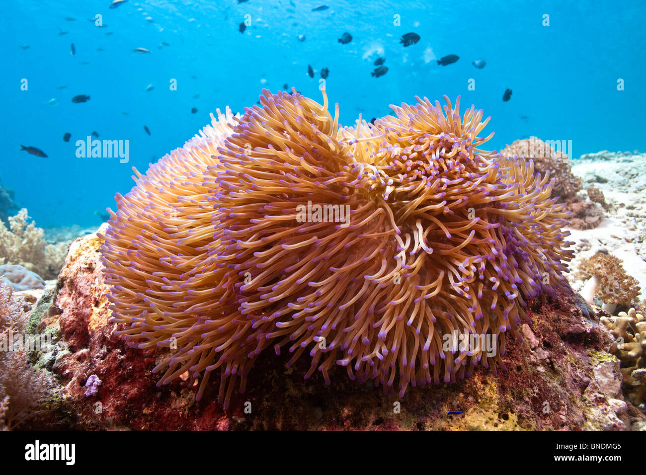 Giant anemone in shallow water off the coast of Bali Stock Photo - Alamy