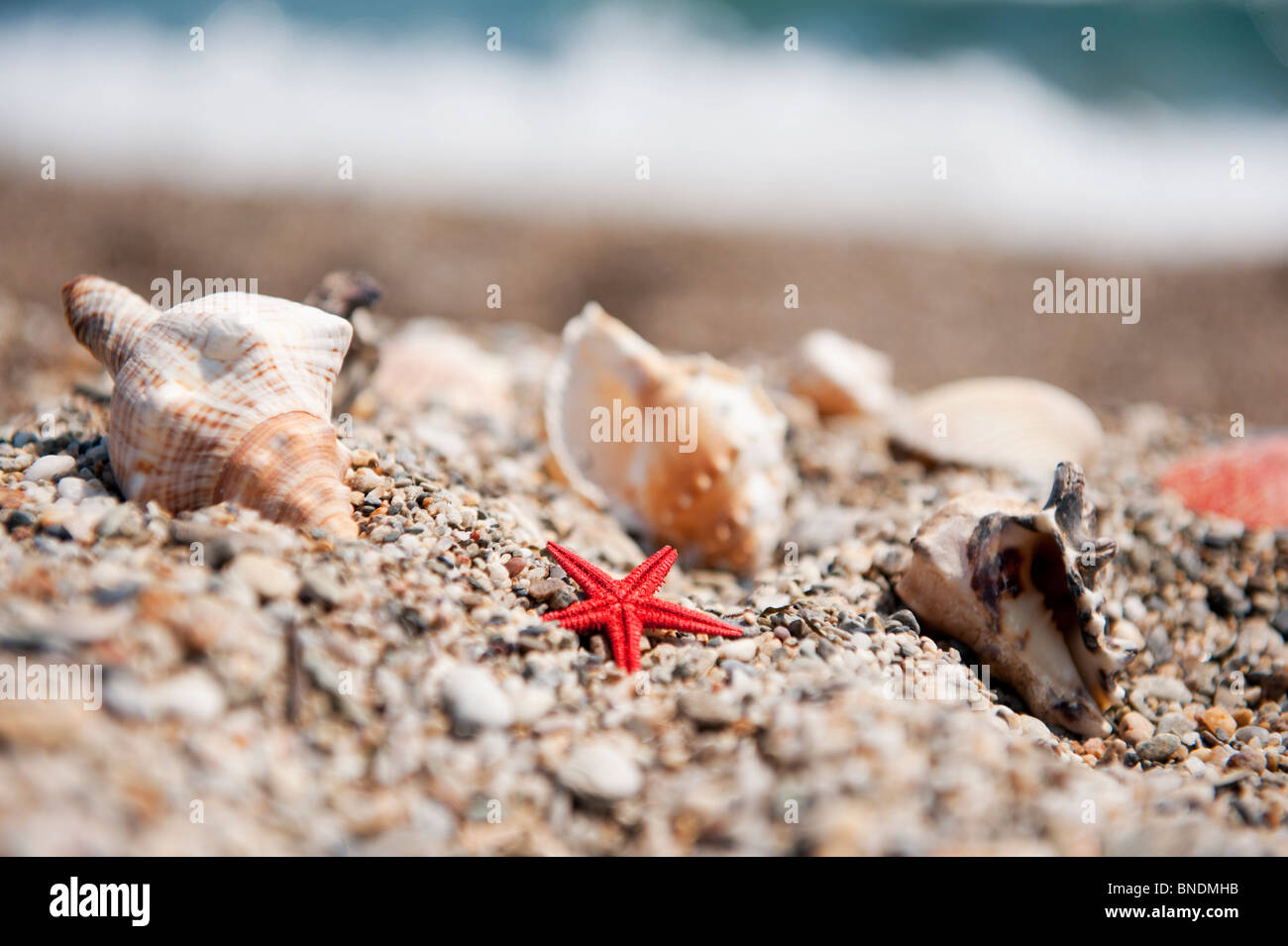 Shells in sea water hi-res stock photography and images - Alamy