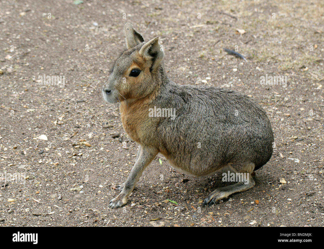 Mara, Dolichotis patagonum, Caviidae, Rodentia. Argentina, South ...