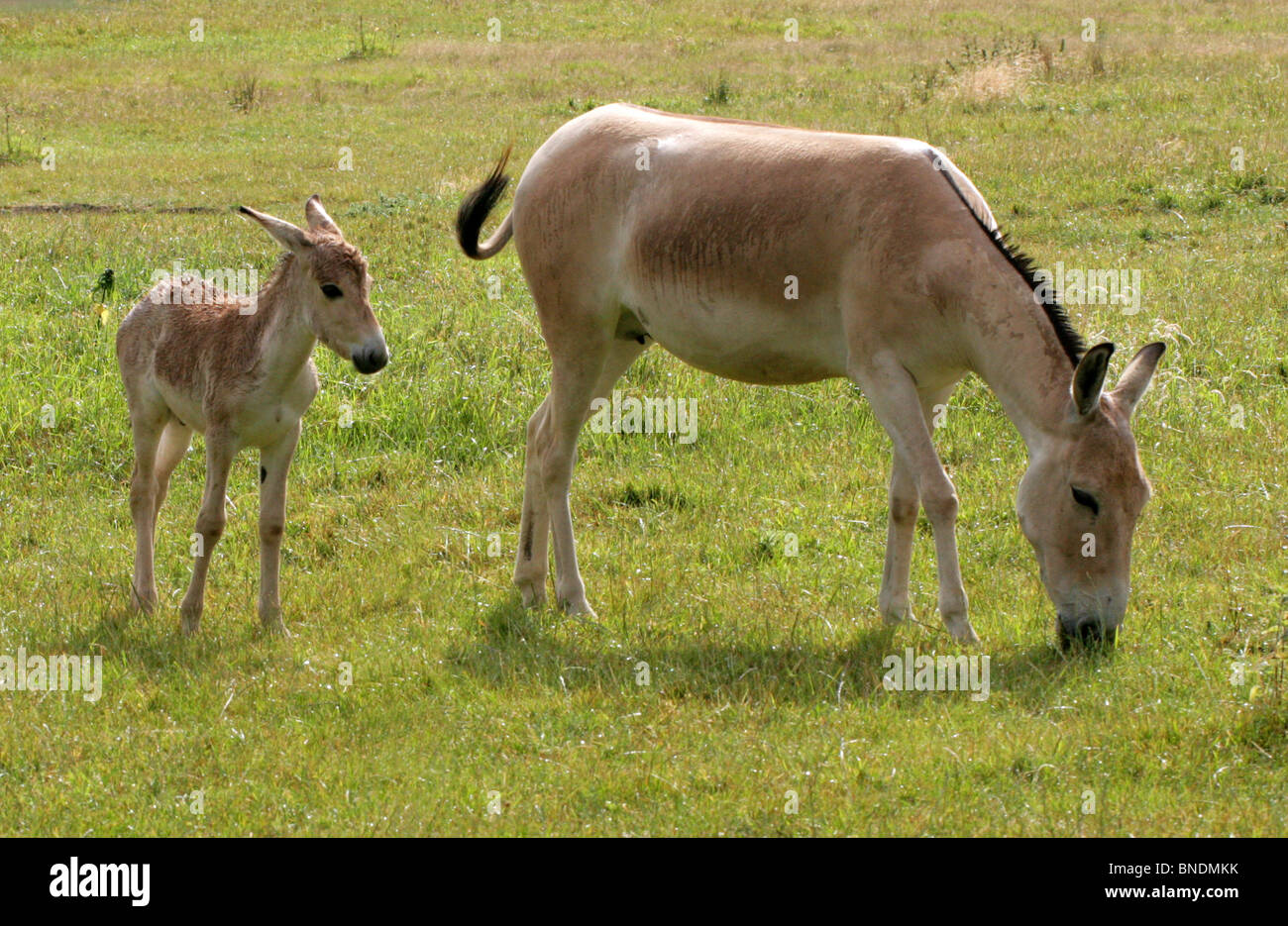 Onager or Wild Ass, Equus hemionus, Equidae Stock Photo - Alamy