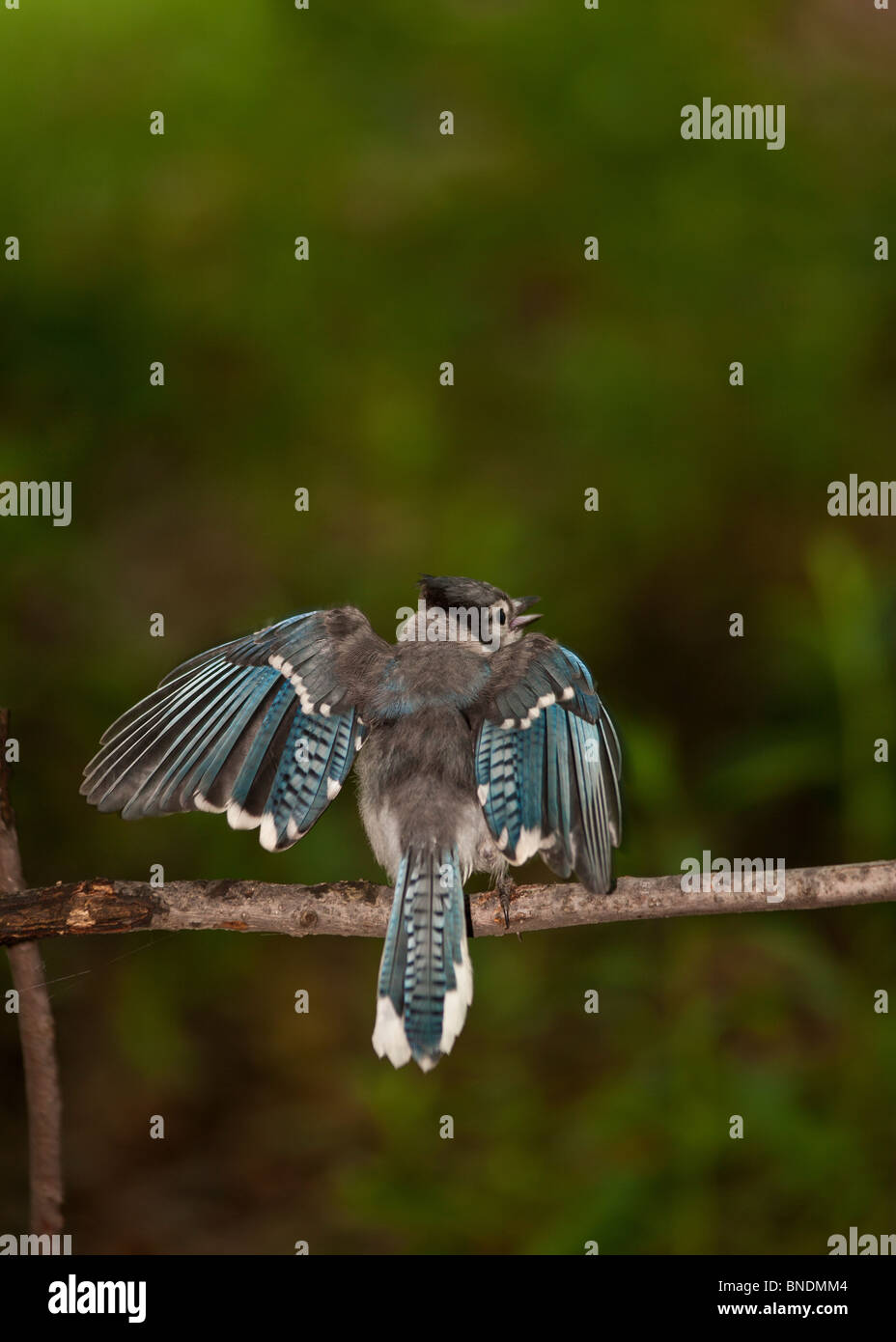 Blue Jay young bird perched on branch in central park in the early ...