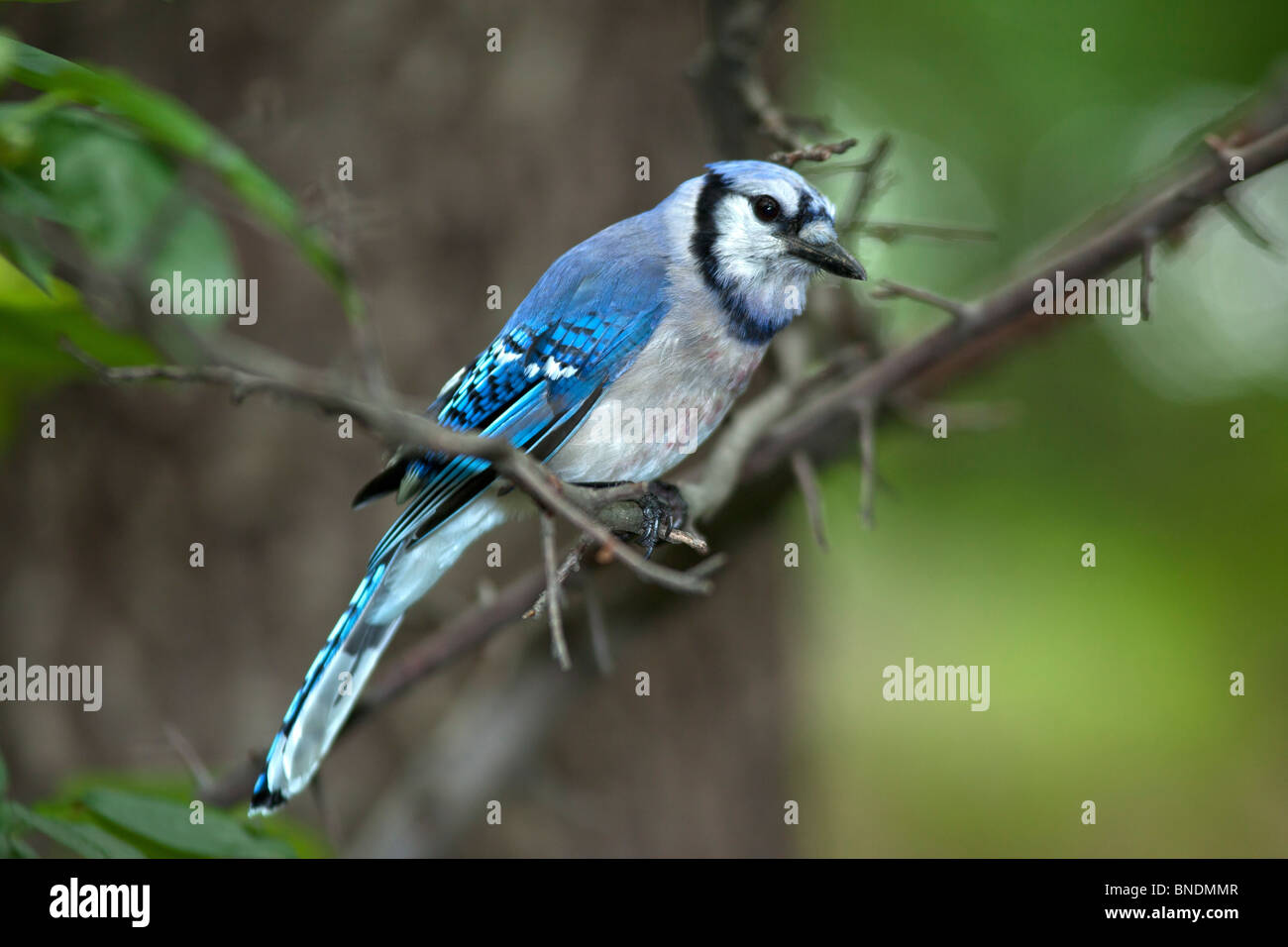 Blue Jay young bird perched on branch in central park in the early ...