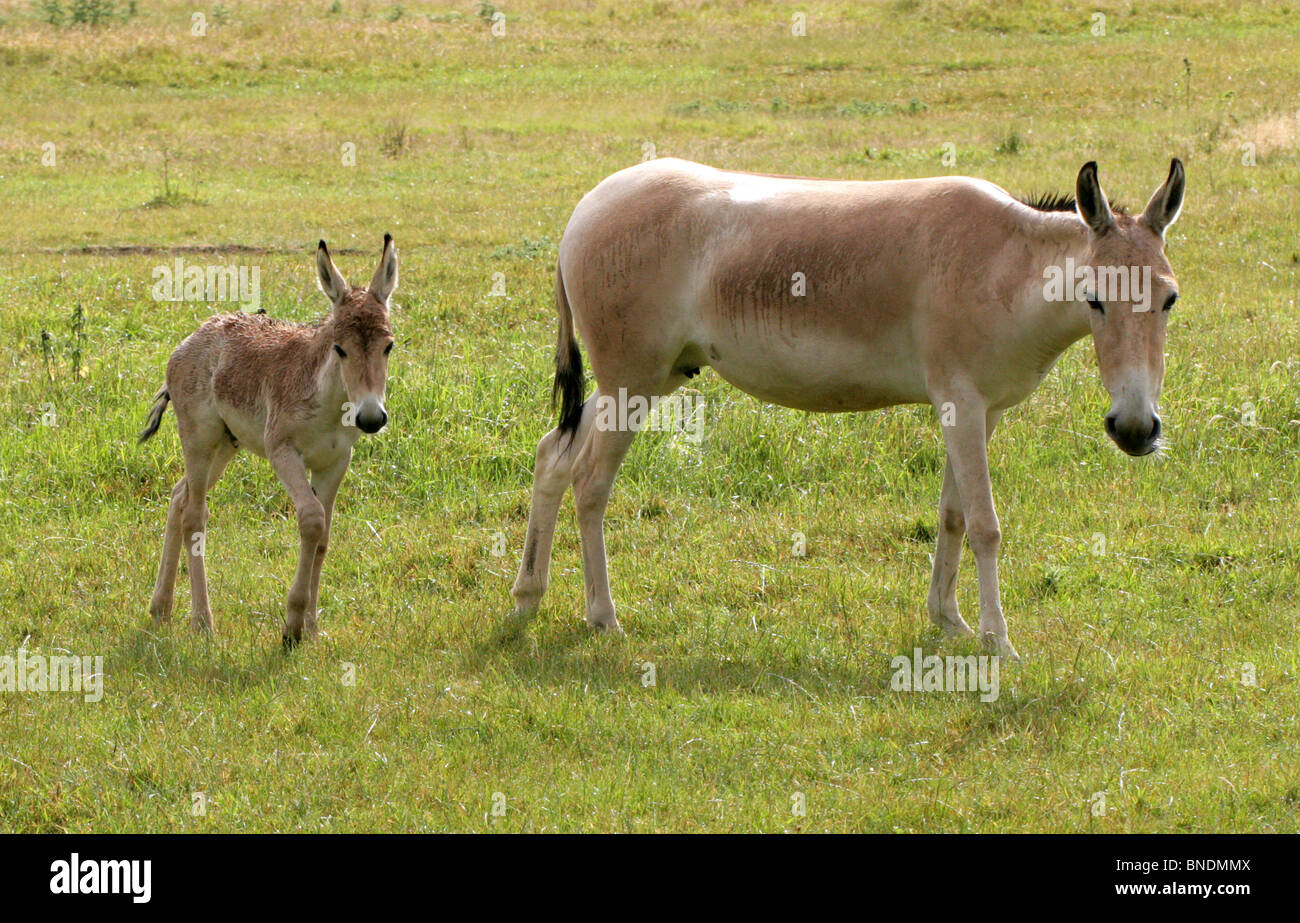 Onager or Wild Ass, Equus hemionus, Equidae Stock Photo - Alamy