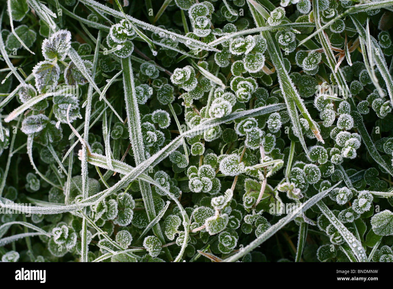 Background of frosty grass on a cold fall morning Stock Photo - Alamy