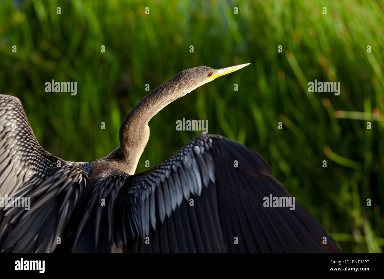 Anhinga bird in Everglades national Park in the early morning Stock ...