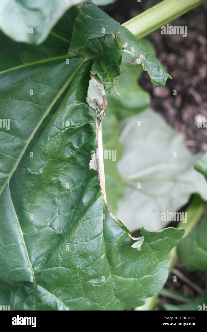 Slug damage hi-res stock photography and images - Alamy