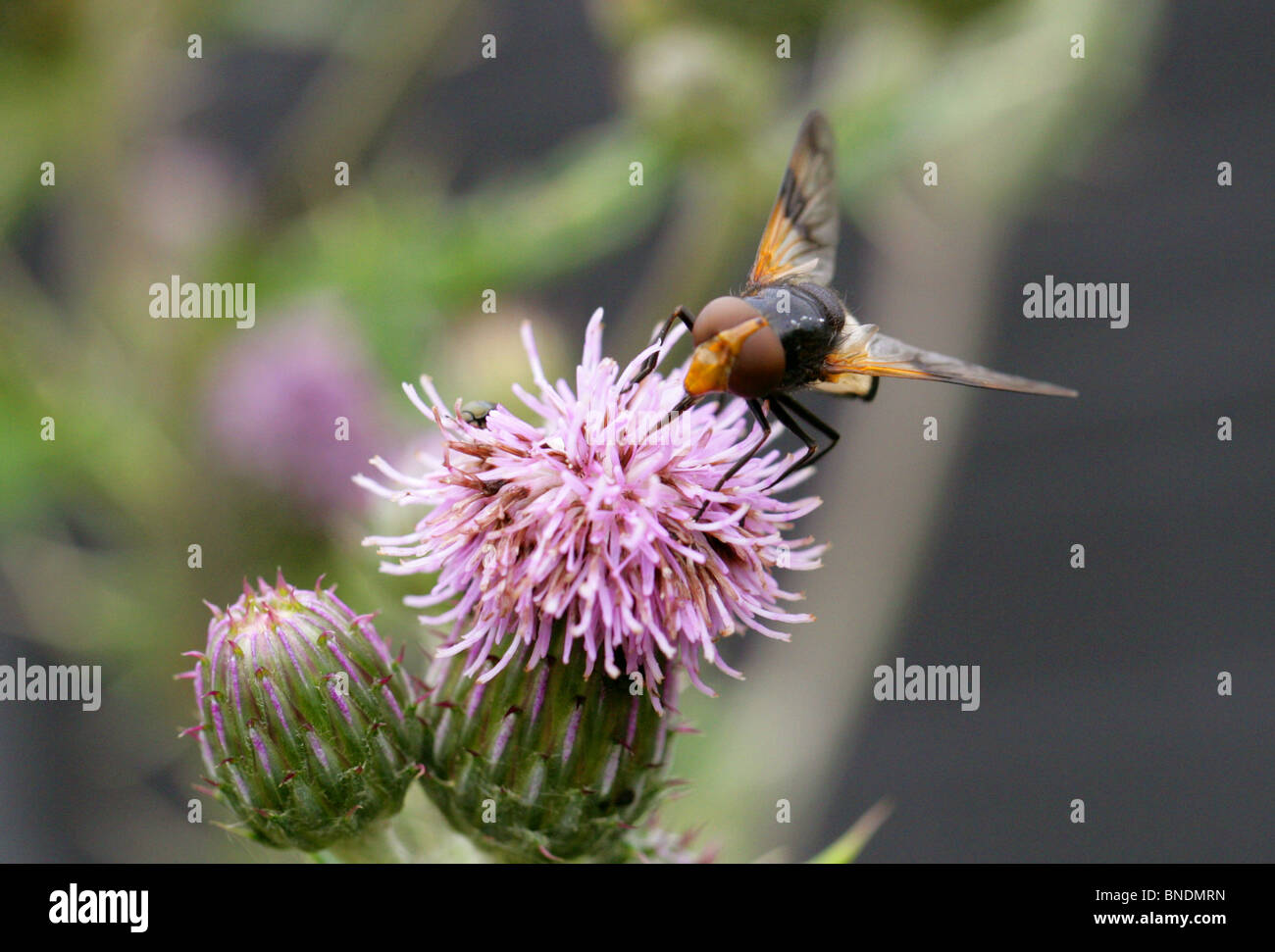 Pellucid Hoverfly, Volucella pellucens, Syrphidae, Diptera, Female, UK ...