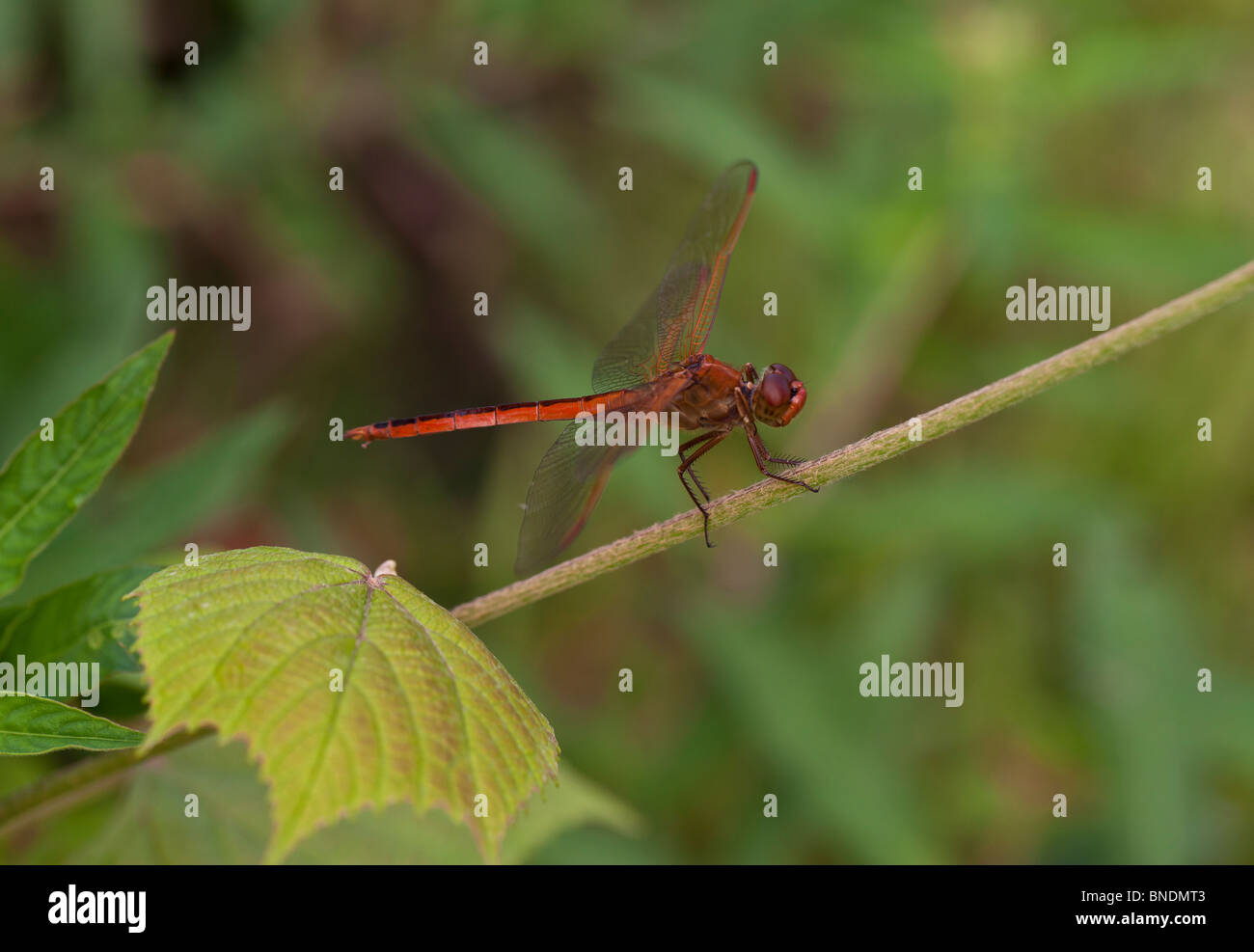 Amberwing hi-res stock photography and images - Alamy