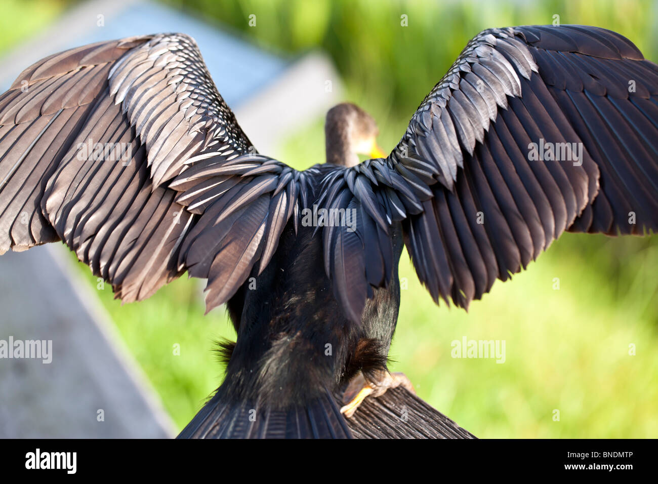 Anhinga bird in Everglades national Park in the early morning drying ...