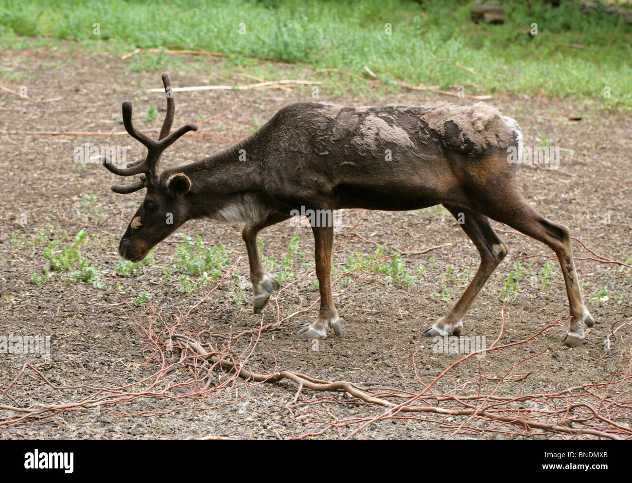 Cervidae capreolinae hi-res stock photography and images - Alamy