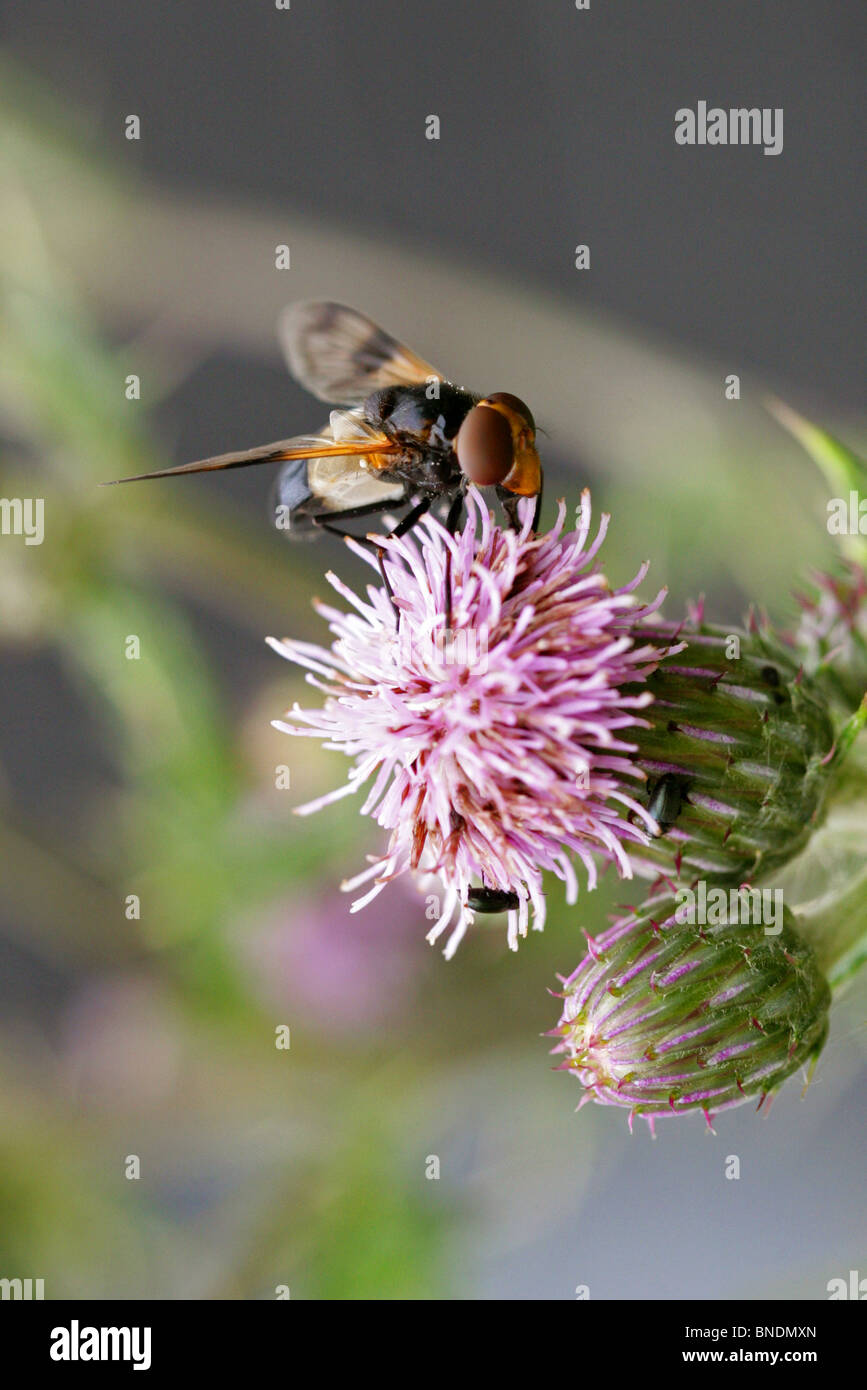 Pellucid Hoverfly, Volucella pellucens, Syrphidae, Diptera, Female, UK ...