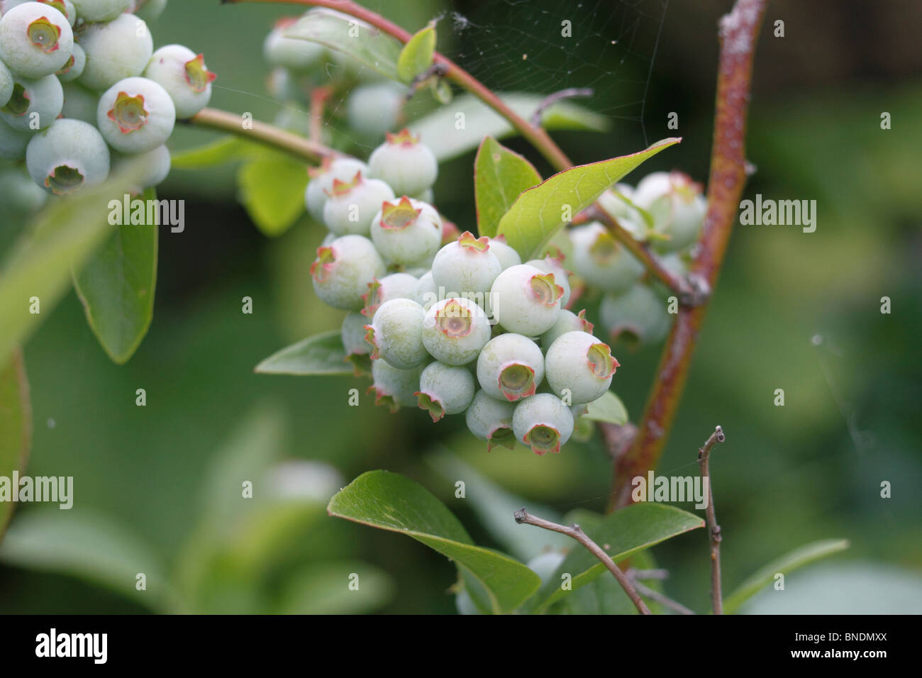 Blueberry plant hi-res stock photography and images - Alamy