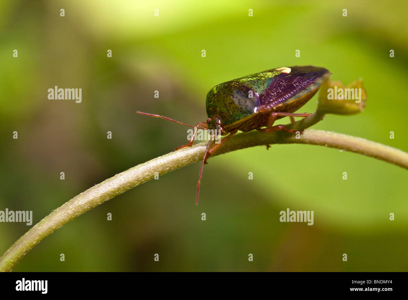 Pentatomoidea stink bug on stalk in Everglades Stock Photo - Alamy